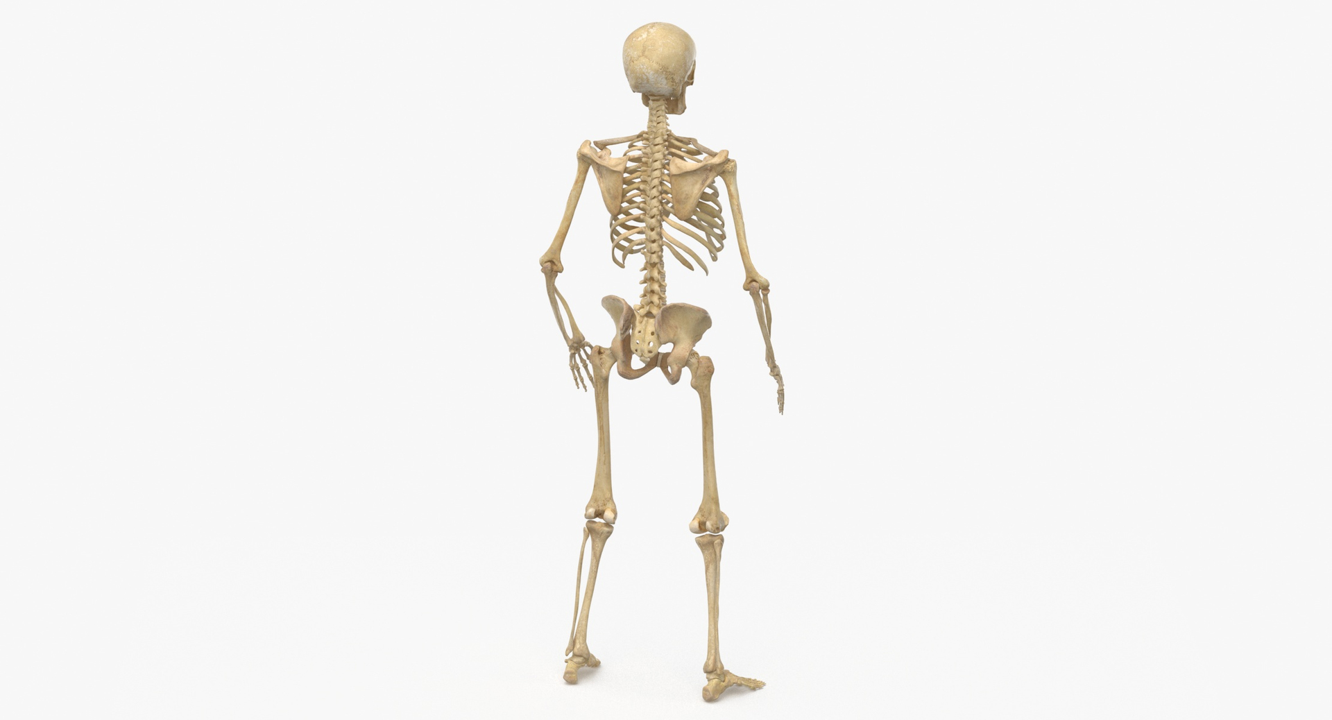 3D model real human female skeleton - TurboSquid 1667700