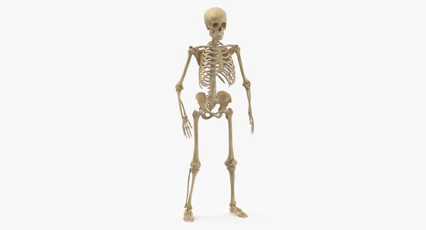 3D model real human female skeleton - TurboSquid 1667700