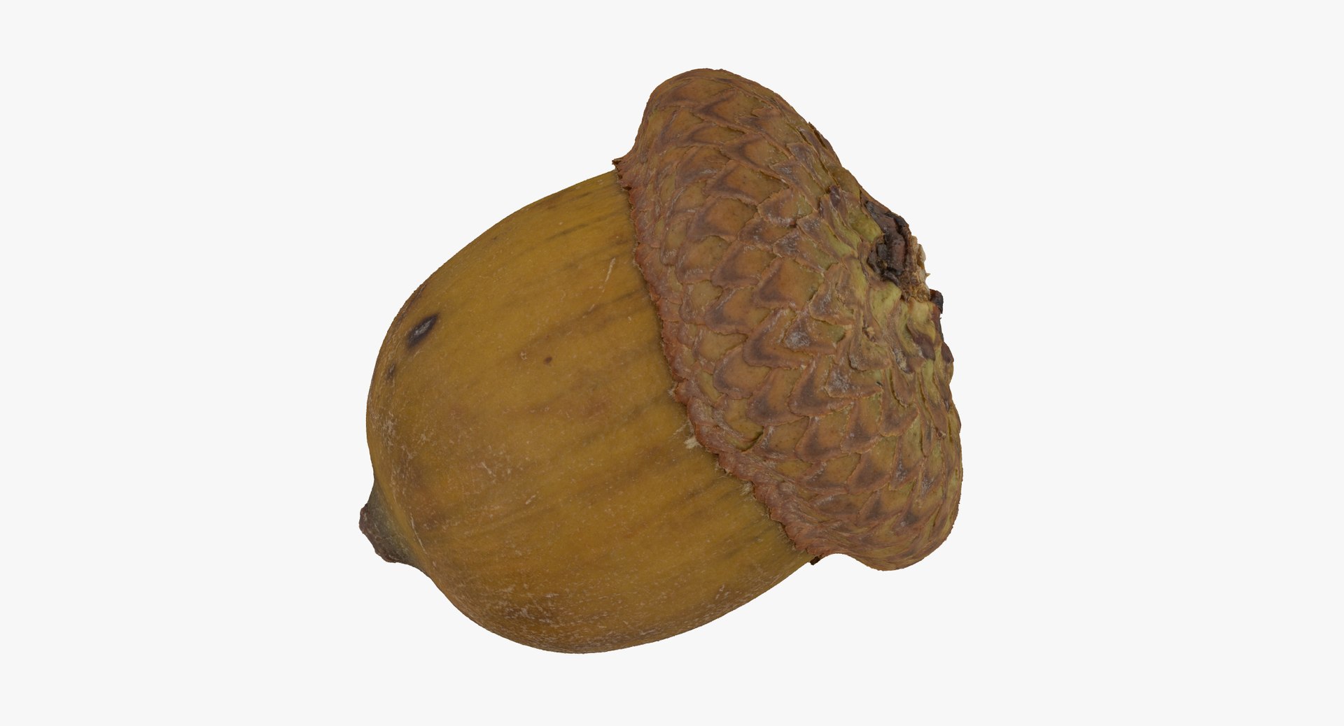 Acorns Collection 01 - 3 models RAW Scans 3D model - TurboSquid 1886187