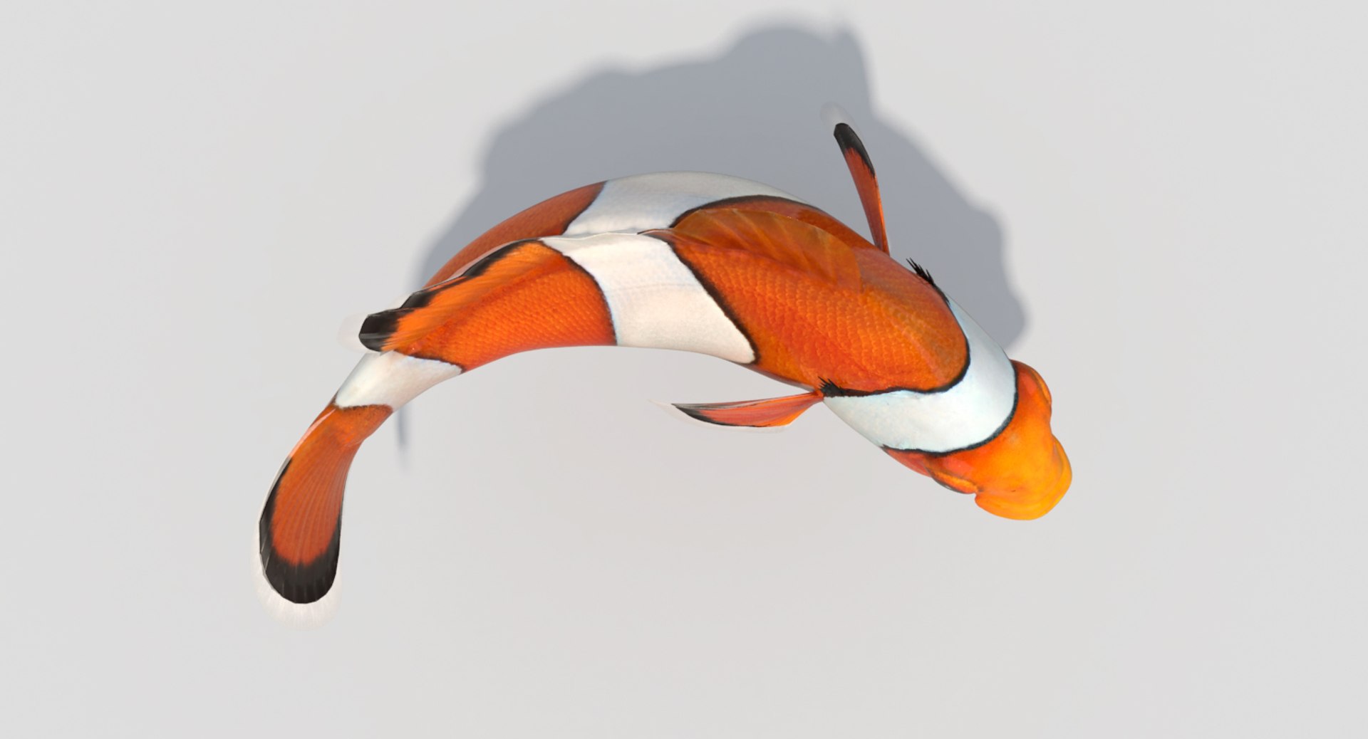 3D Clownfish Animation - TurboSquid 1246165