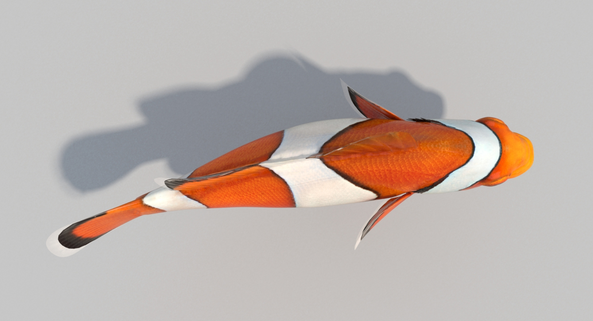 3D Clownfish Animation - TurboSquid 1246165