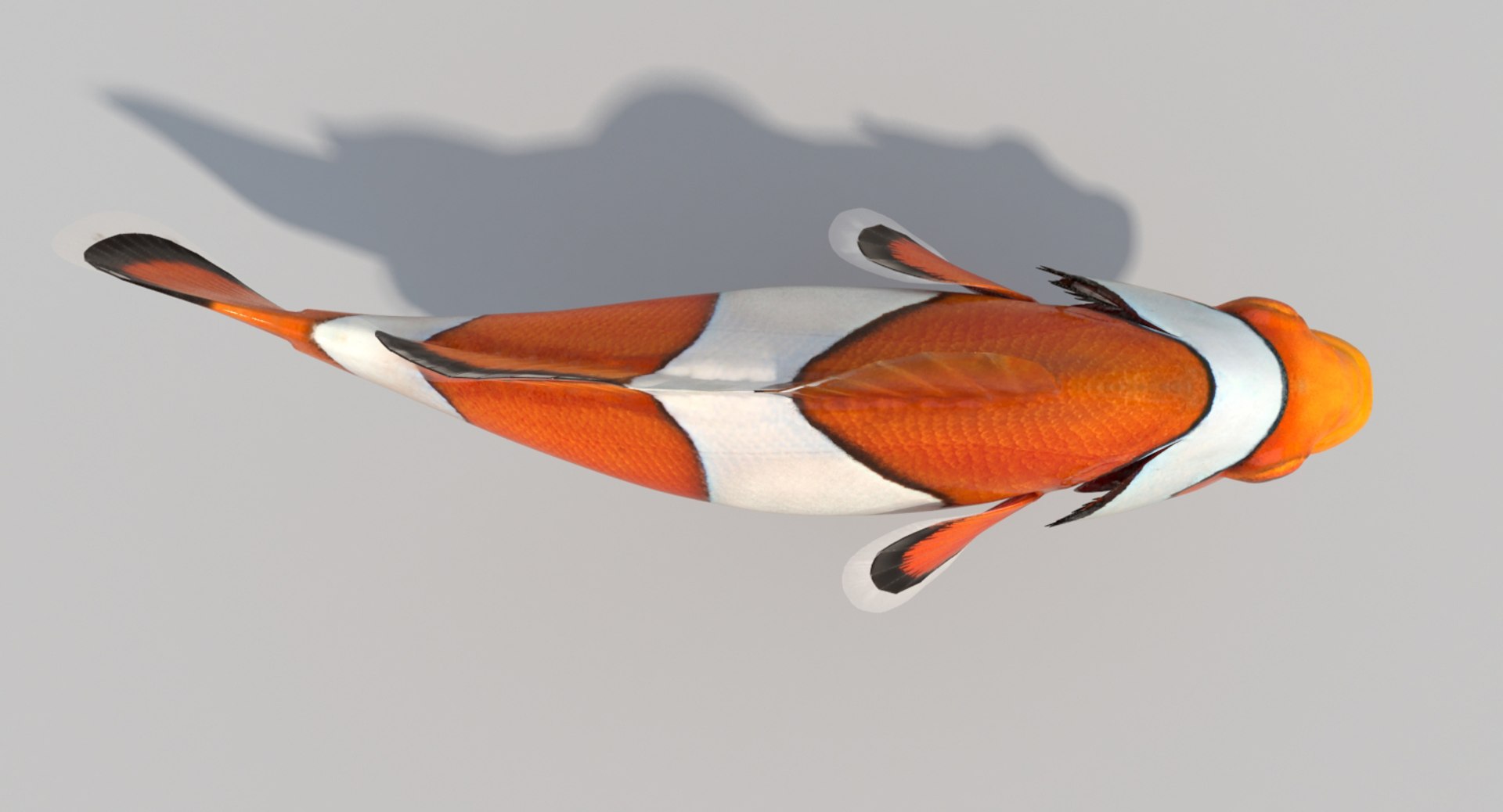 3D Clownfish Animation - TurboSquid 1246165