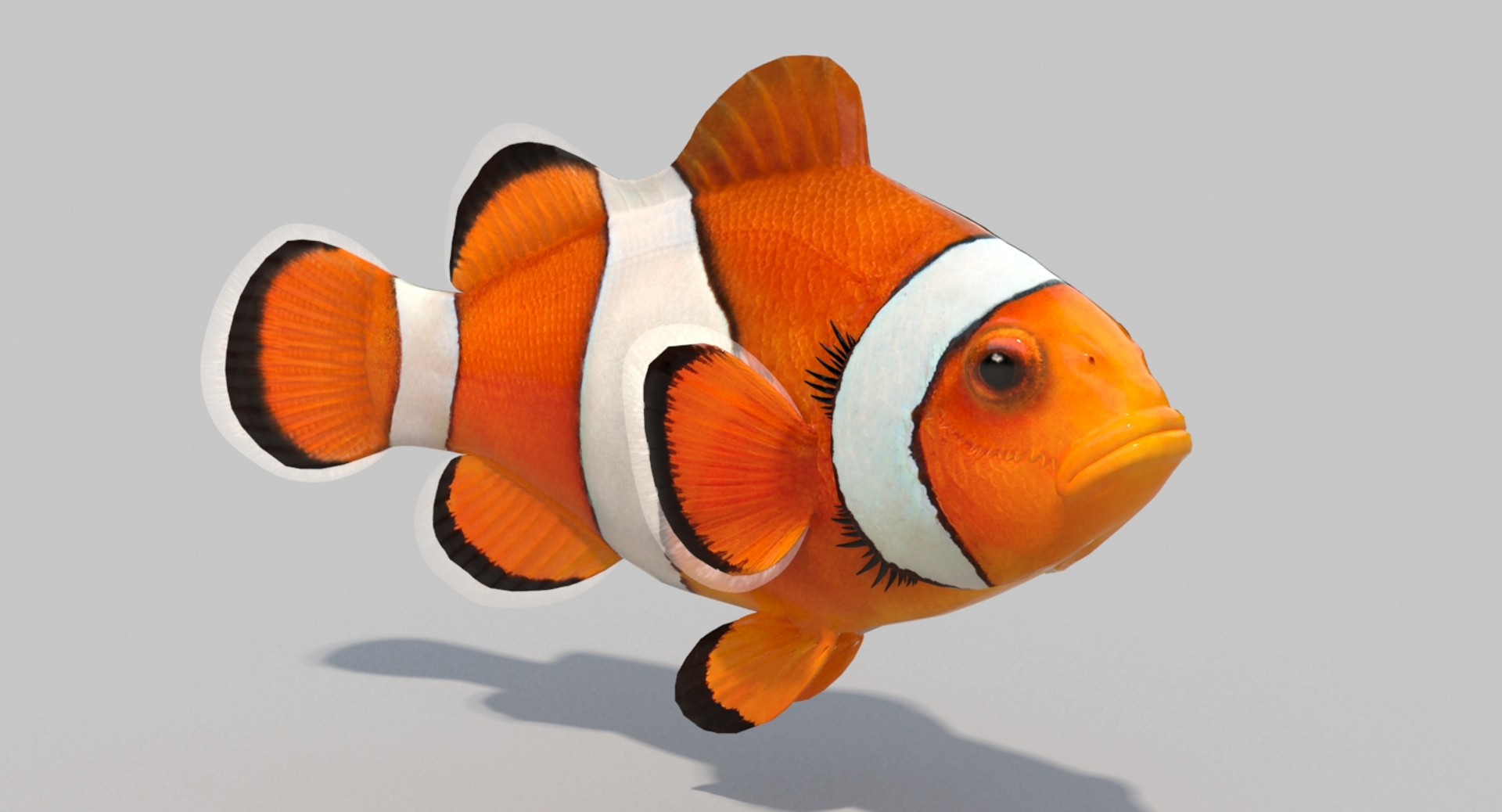 3D Clownfish Animation - TurboSquid 1246165