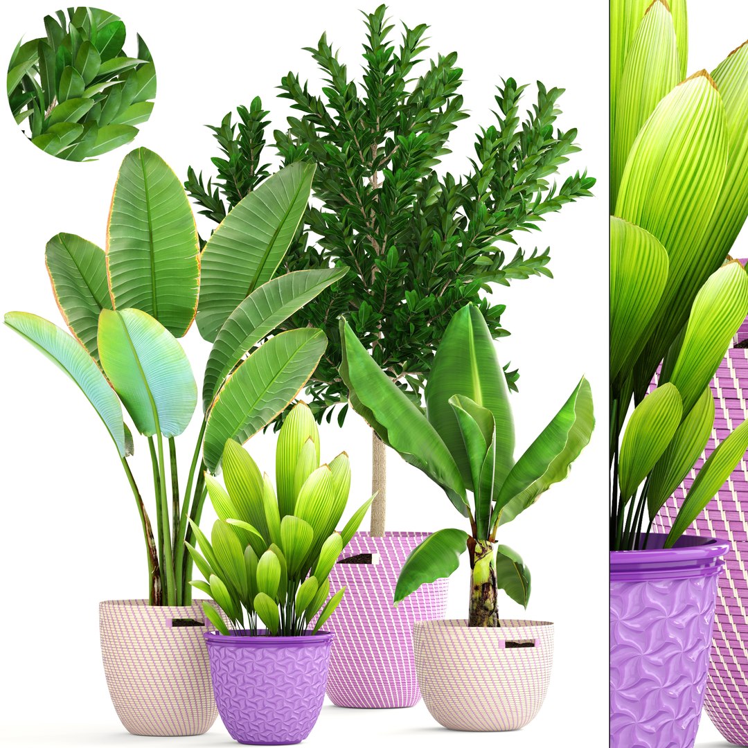 Plant Ravenala Madagascariensis 3D Model - TurboSquid 1245538