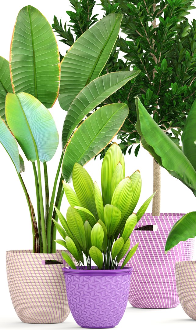 Plant Ravenala Madagascariensis 3D Model - TurboSquid 1245538