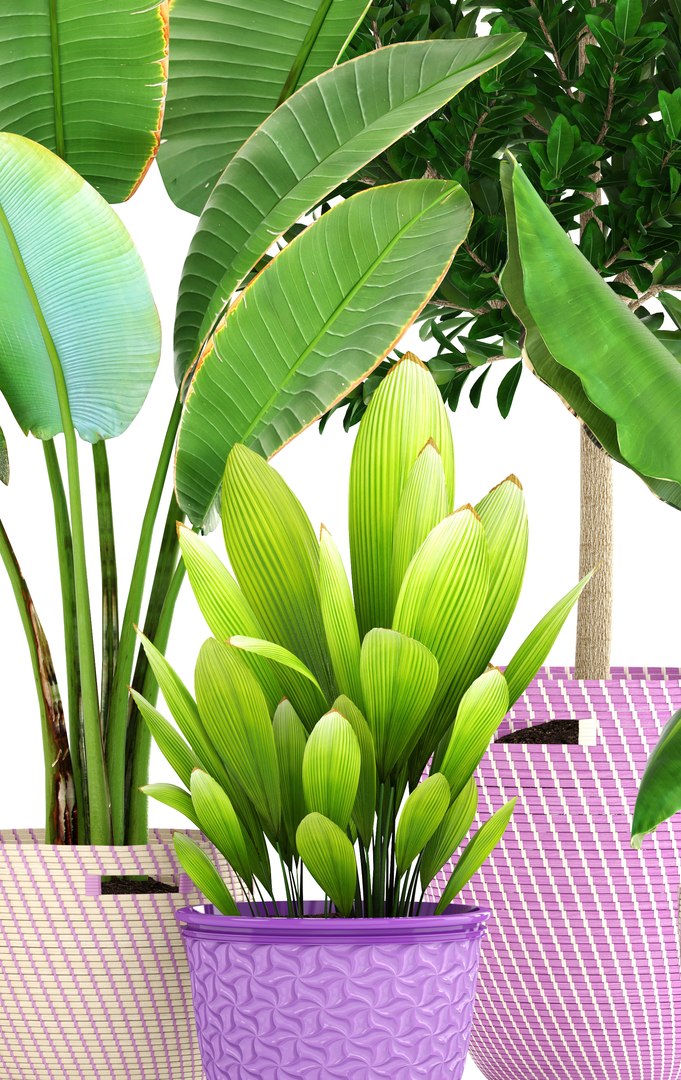 Plant Ravenala Madagascariensis 3D Model - TurboSquid 1245538