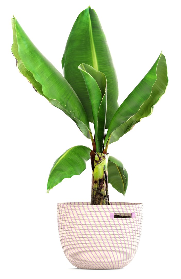Plant Ravenala Madagascariensis 3D Model - TurboSquid 1245538