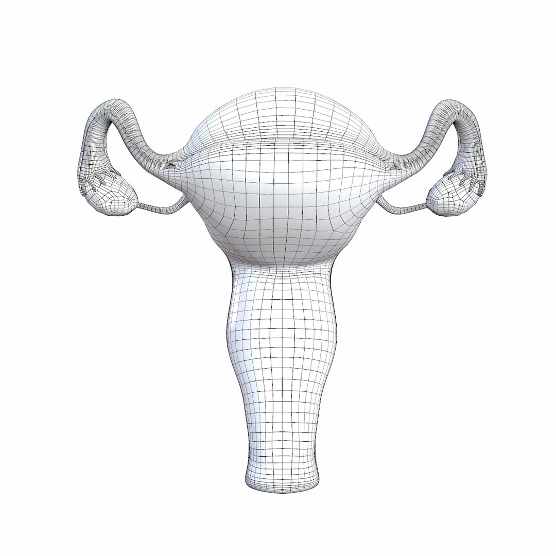 Female Reproductive 3D - TurboSquid 1567974