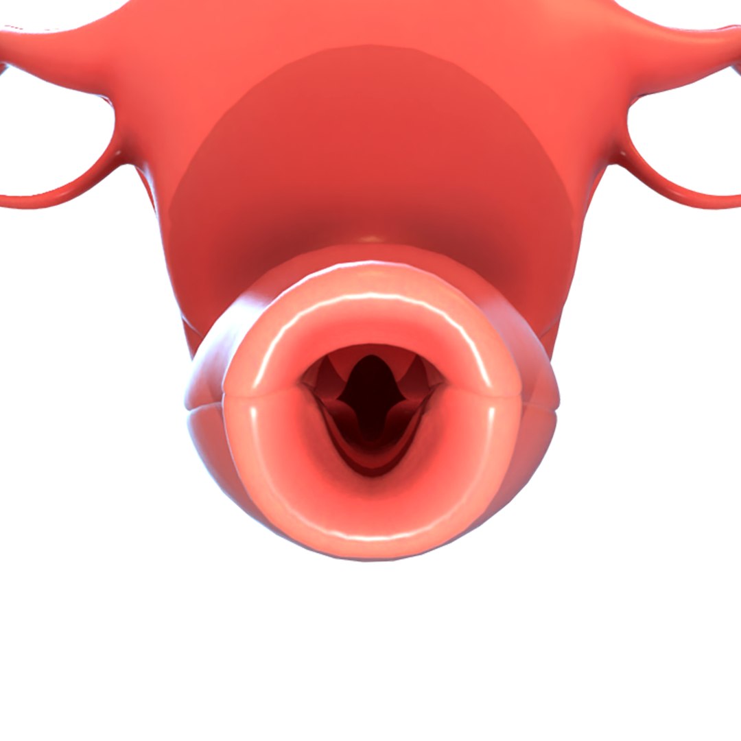 Female Reproductive 3D - TurboSquid 1567974