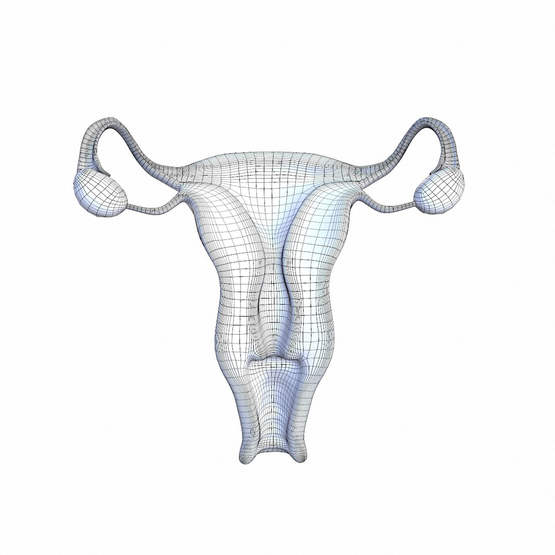 Female Reproductive 3D - TurboSquid 1567974