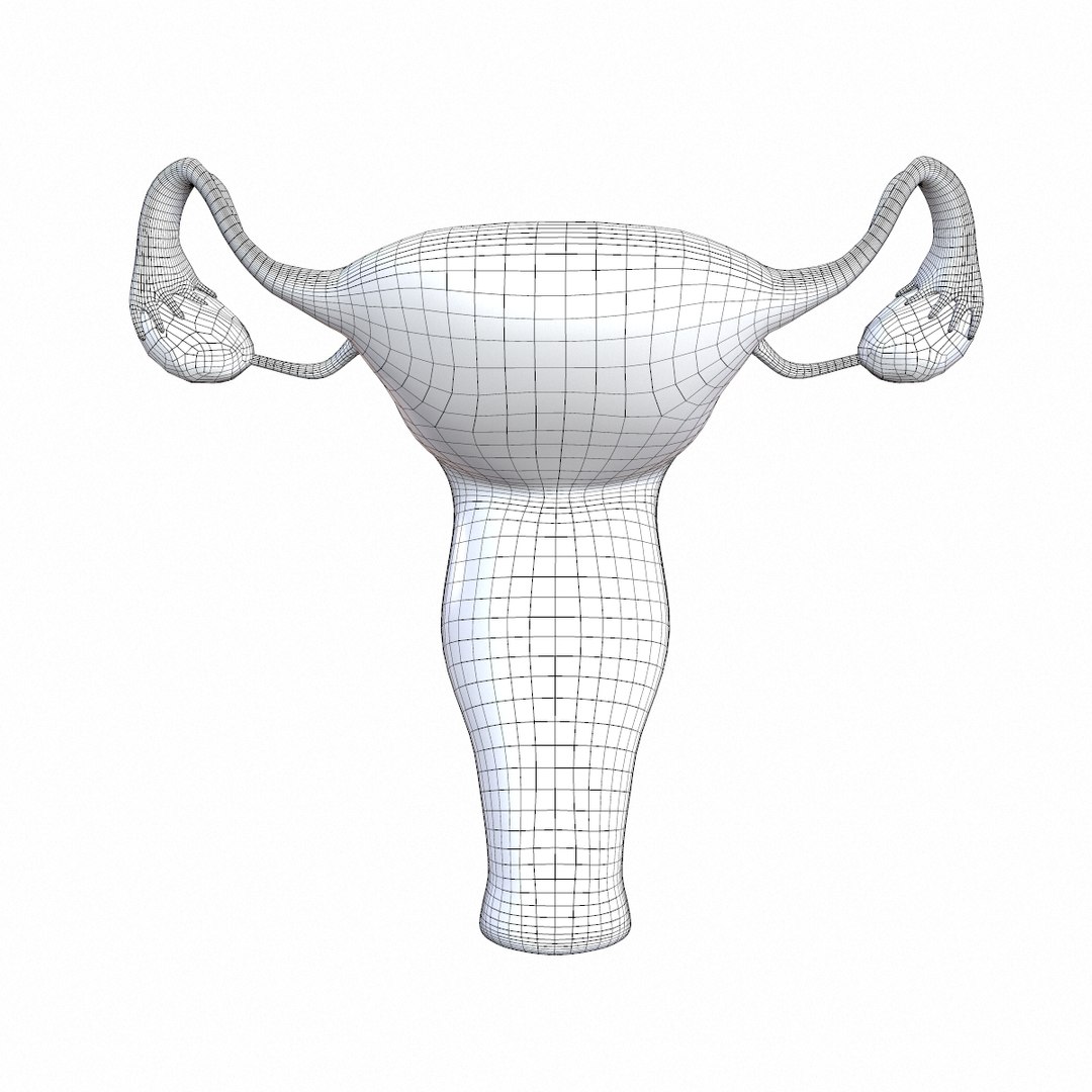 Female Reproductive 3D - TurboSquid 1567974