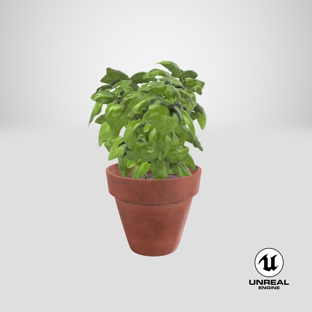 3D Fresh Basil Herb Pot Model - TurboSquid 1518893