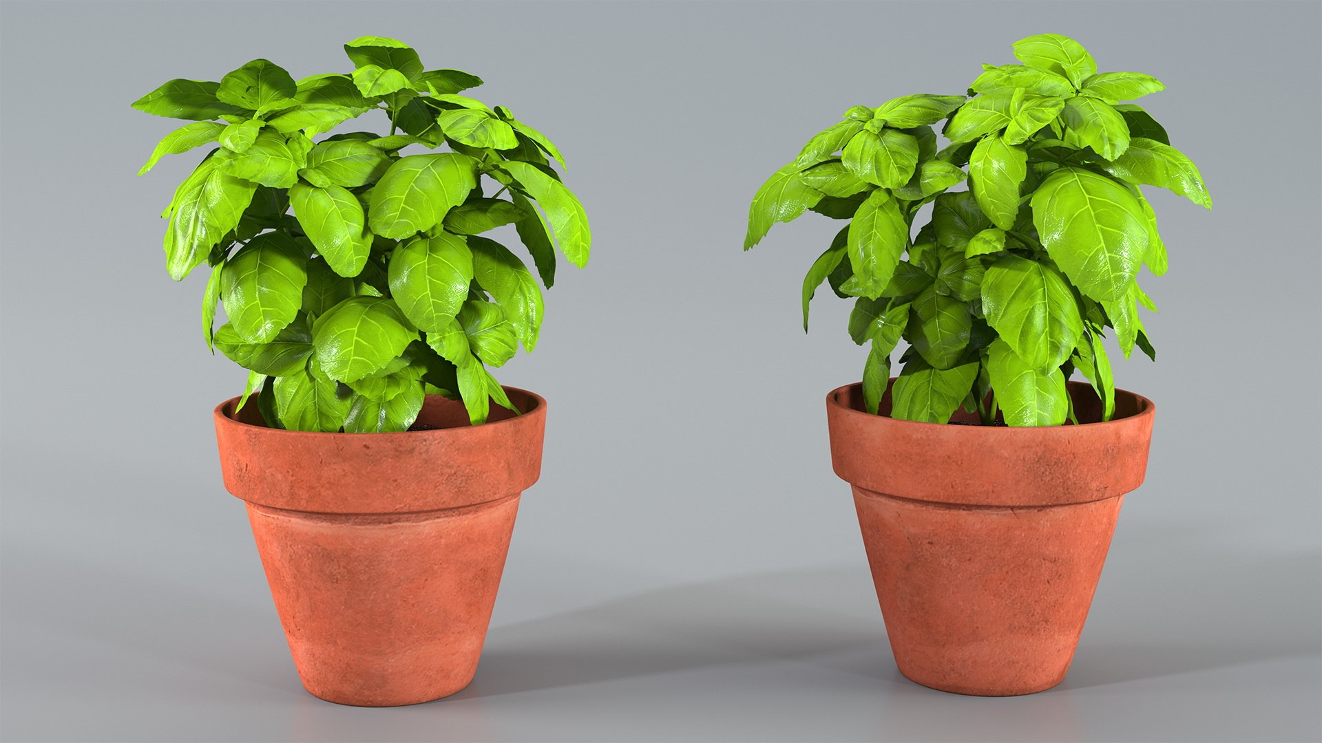 3D fresh basil herb pot model - TurboSquid 1518893