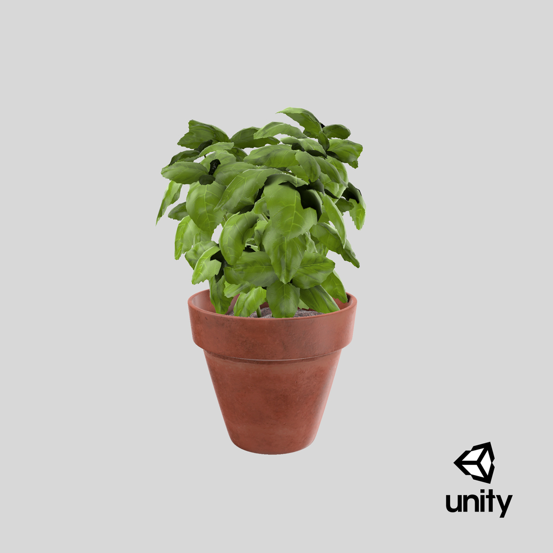 3D fresh basil herb pot model - TurboSquid 1518893