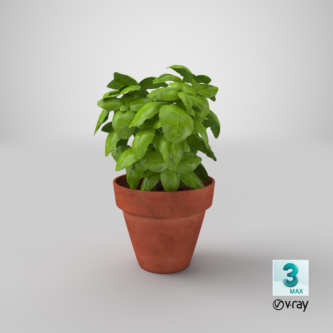 3D Fresh Basil Herb Pot Model - TurboSquid 1518893