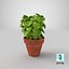 3D Fresh Basil Herb Pot Model - TurboSquid 1518893