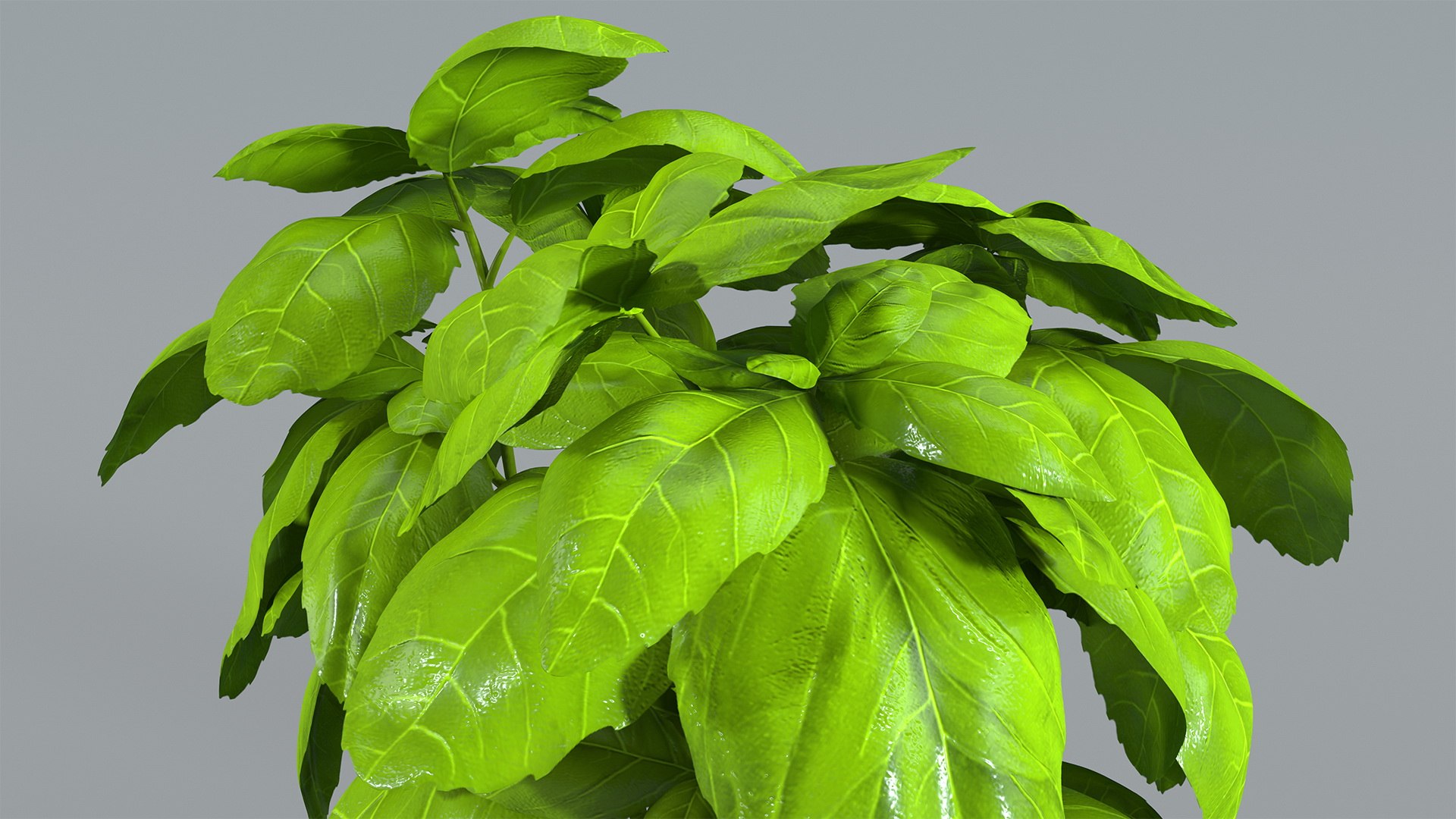 3D fresh basil herb pot model - TurboSquid 1518893