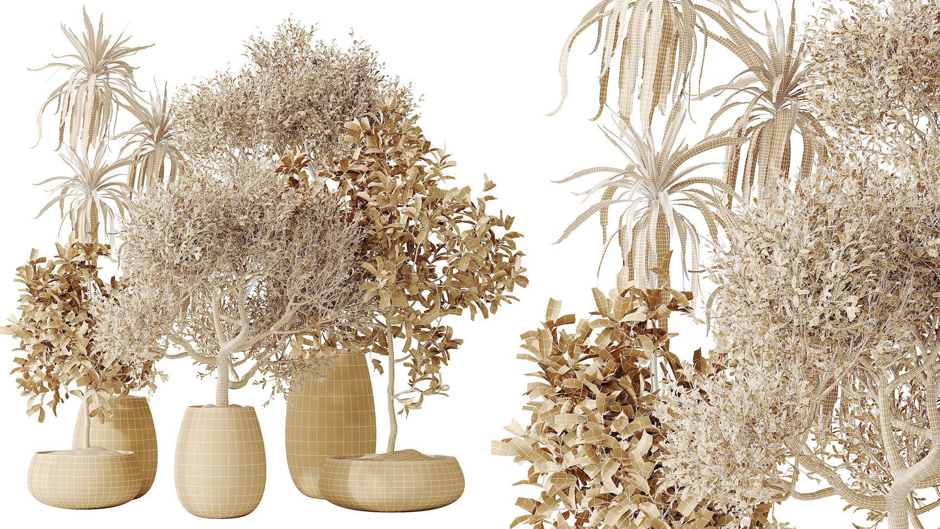 AV Indoor Plants Set 133 Wilsonii Chemlali Olive And Briful Pachira Aquatica And Warneckii Lemon ...