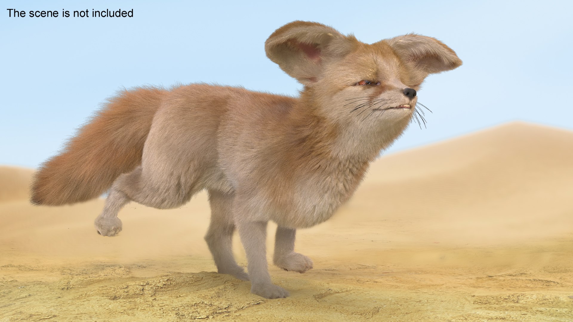 3D Desert Fox Fennec Fur Rigged - TurboSquid 2183345