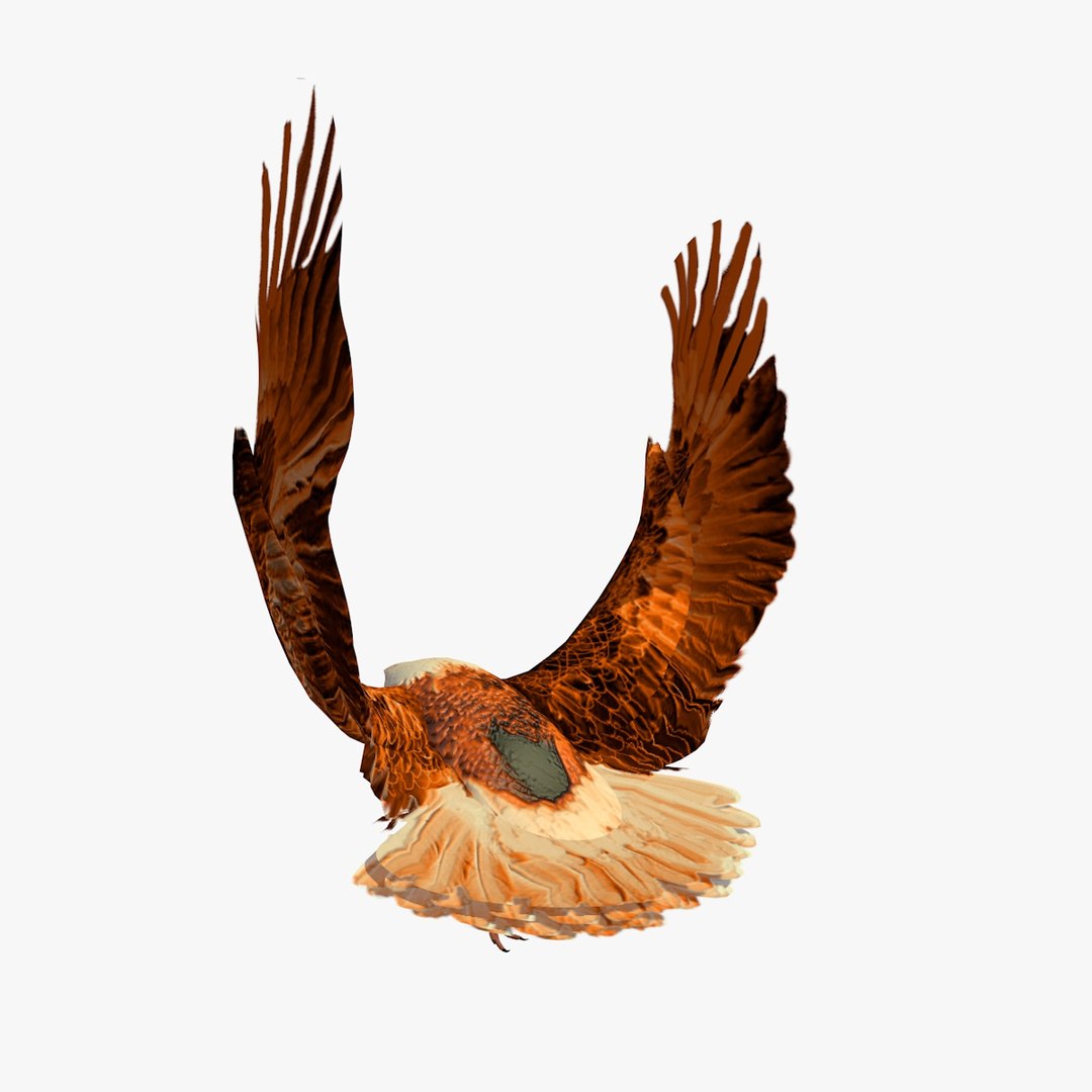 Golden Eagle Flapping Wings C4d