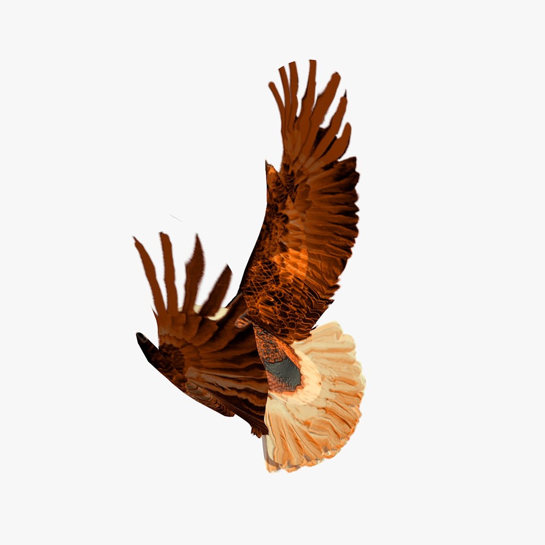 Golden Eagle Flapping Wings C4d