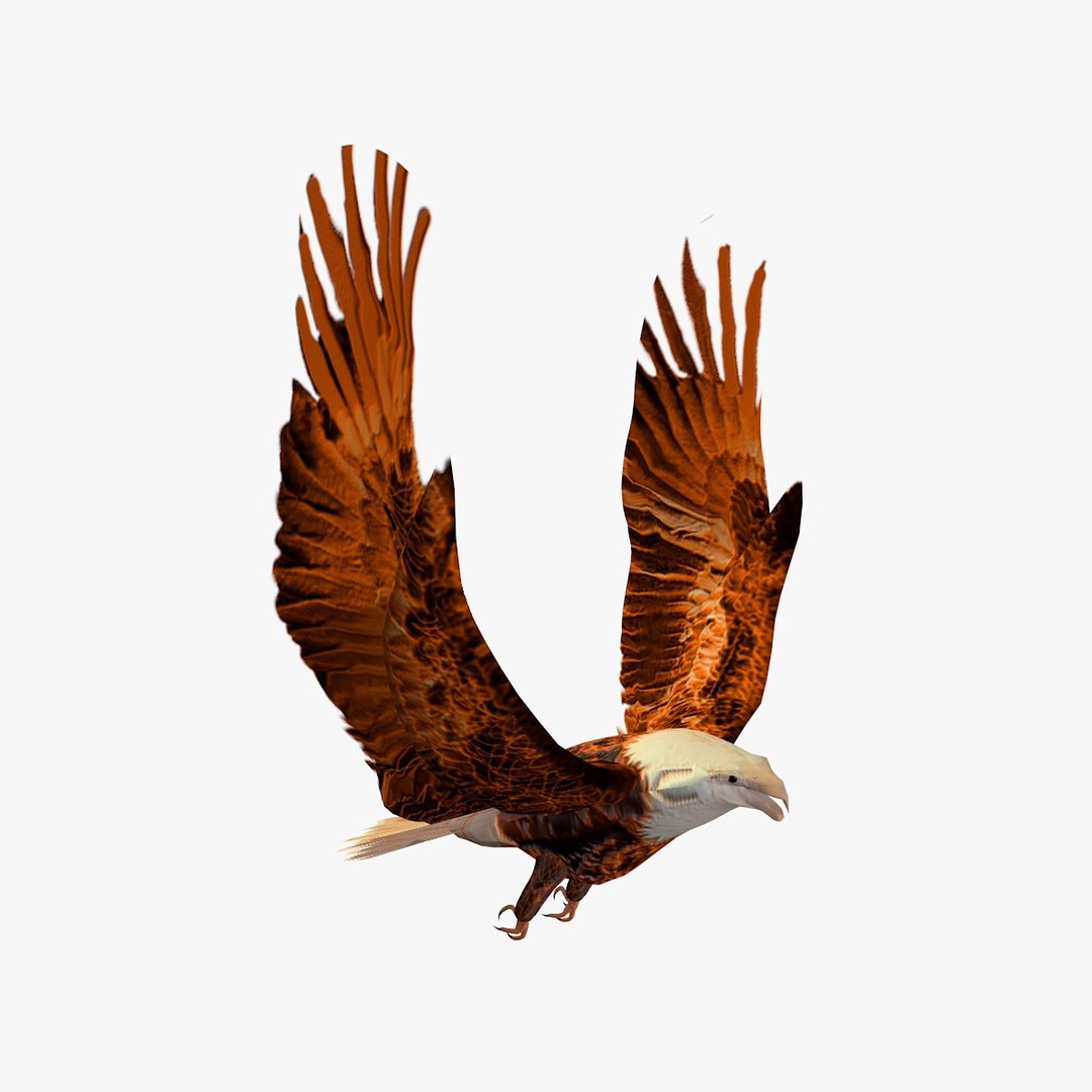 Golden Eagle Flapping Wings C4d