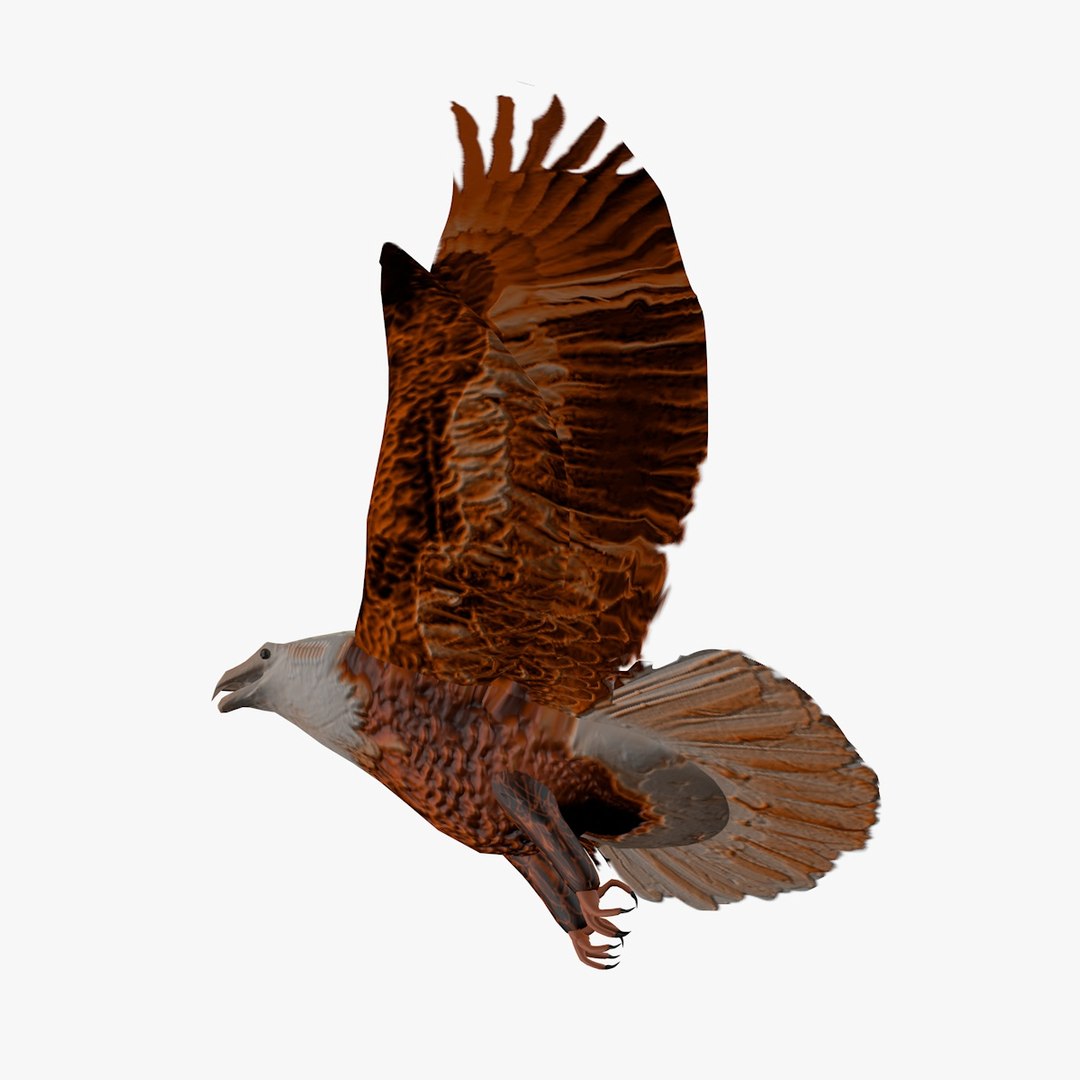 Golden Eagle Flapping Wings C4d