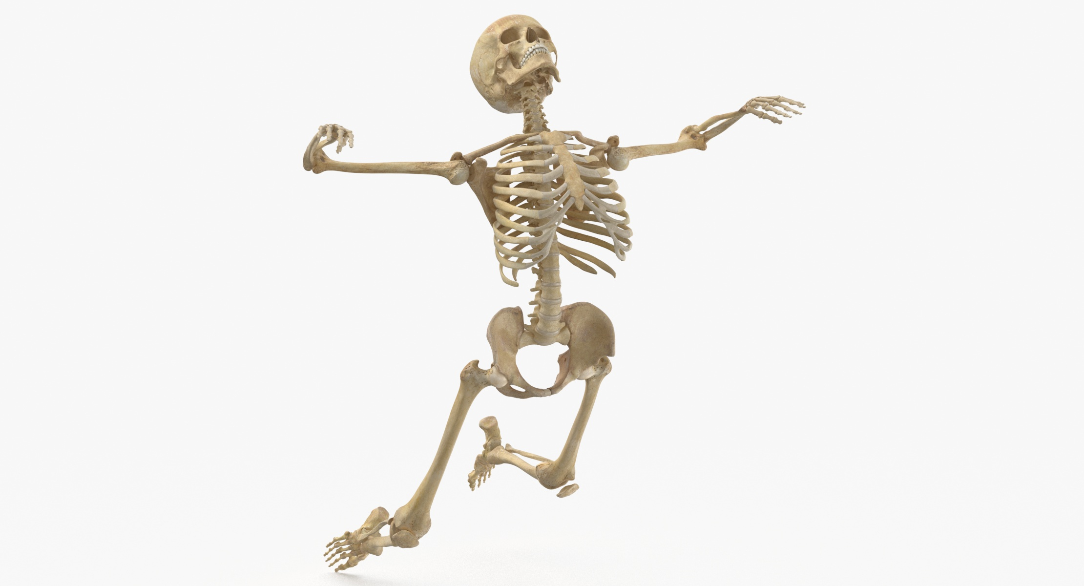 Real human female skeleton 3D model - TurboSquid 1667674