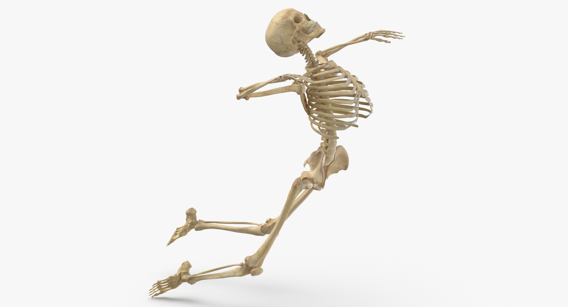 Real human female skeleton 3D model - TurboSquid 1667674