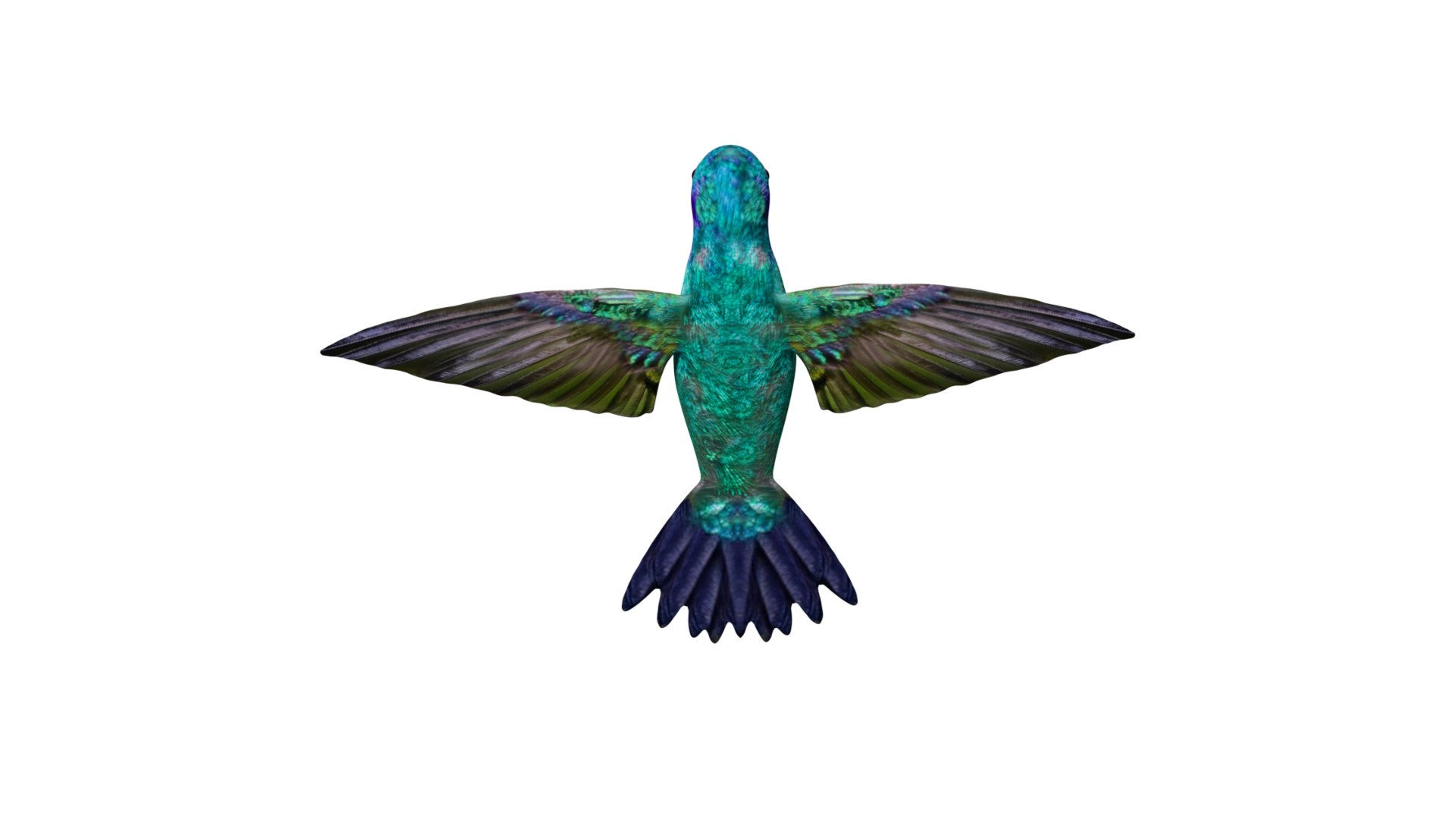 3D Rigged Humming Bird Model - TurboSquid 1753805