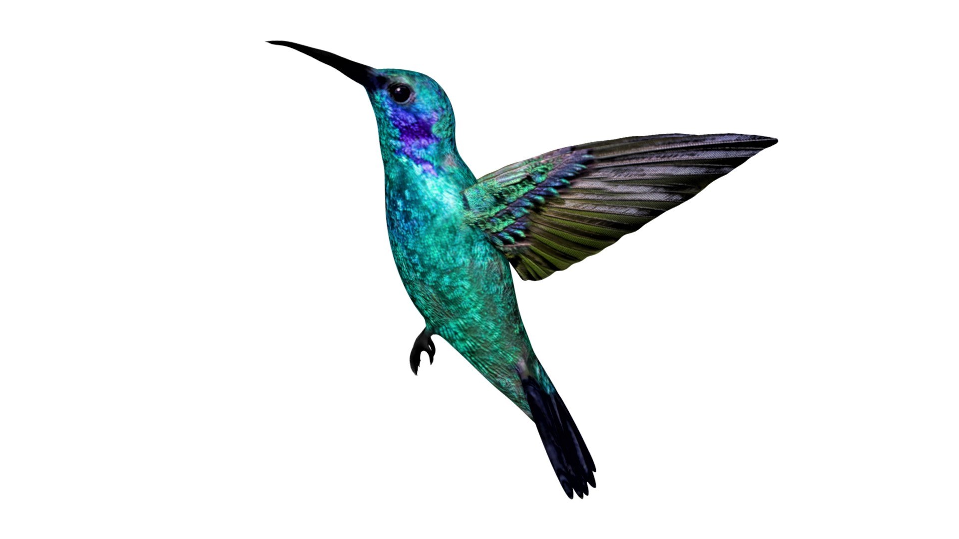 3D Rigged Humming Bird Model - TurboSquid 1753805