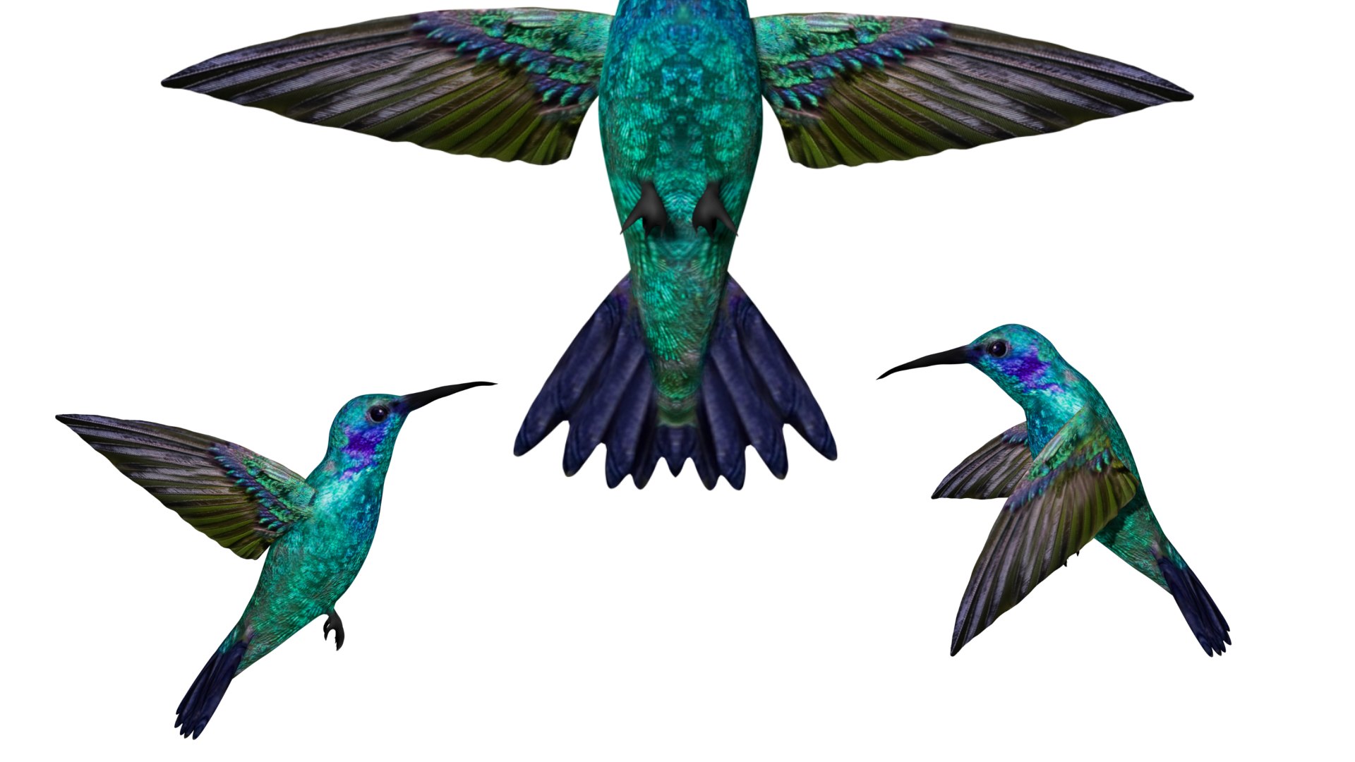 3D Rigged Humming Bird Model - TurboSquid 1753805