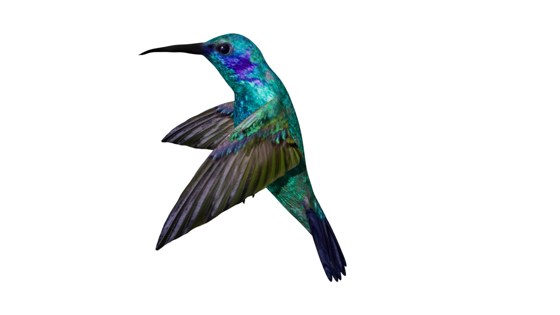 3D Rigged Humming Bird Model - TurboSquid 1753805