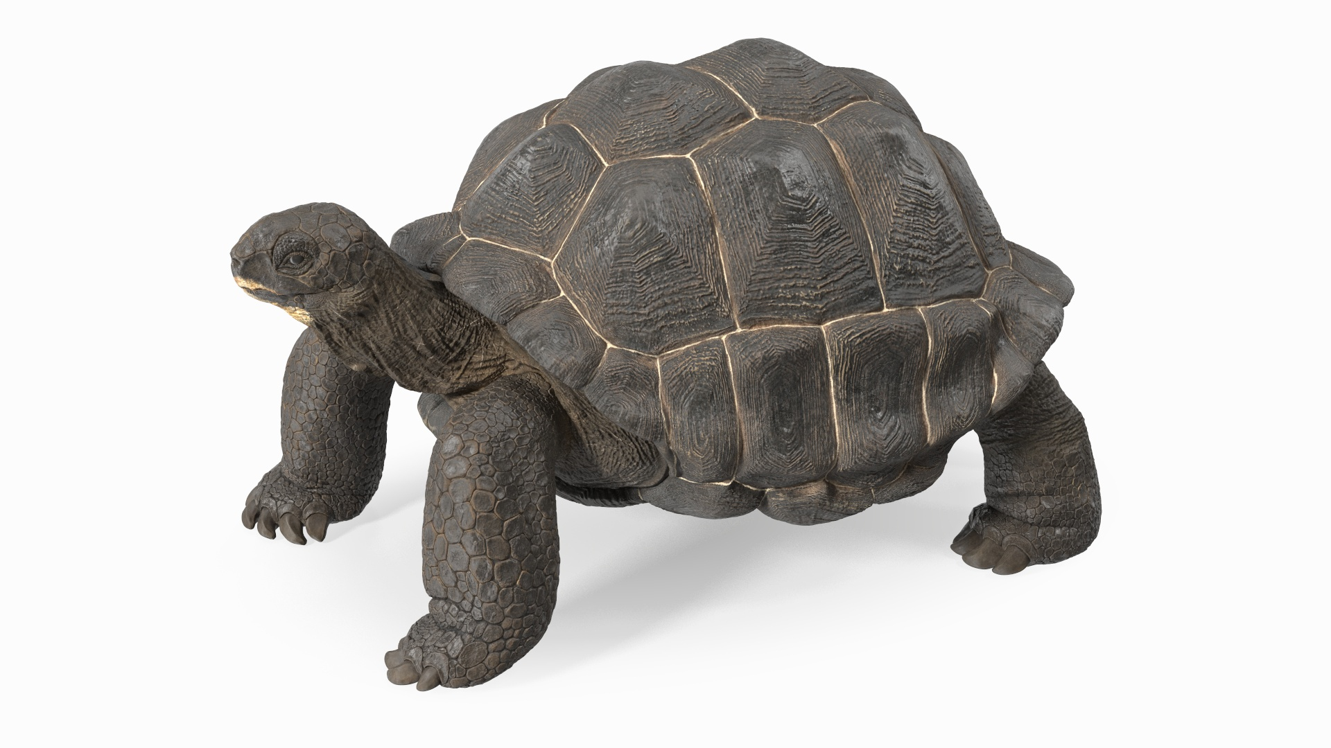 Giant Tortoise Stand Pose 3D Model - TurboSquid 2111873