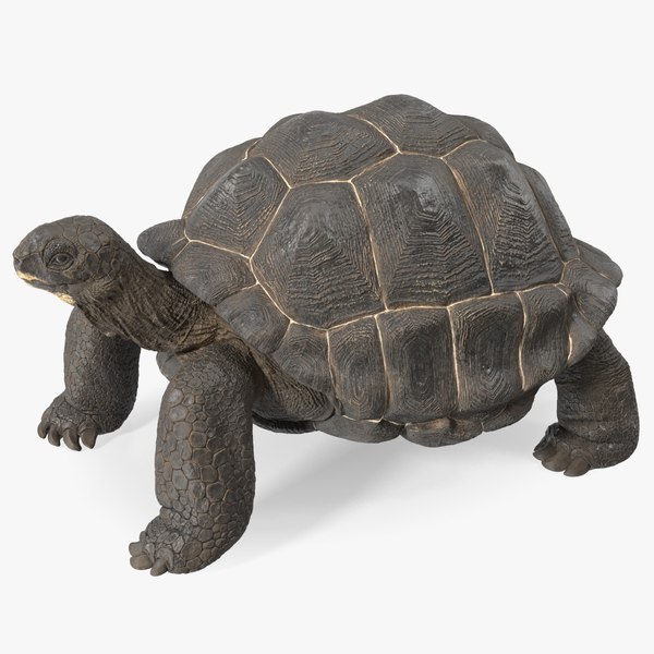 Turtle 3D Models for Download | TurboSquid