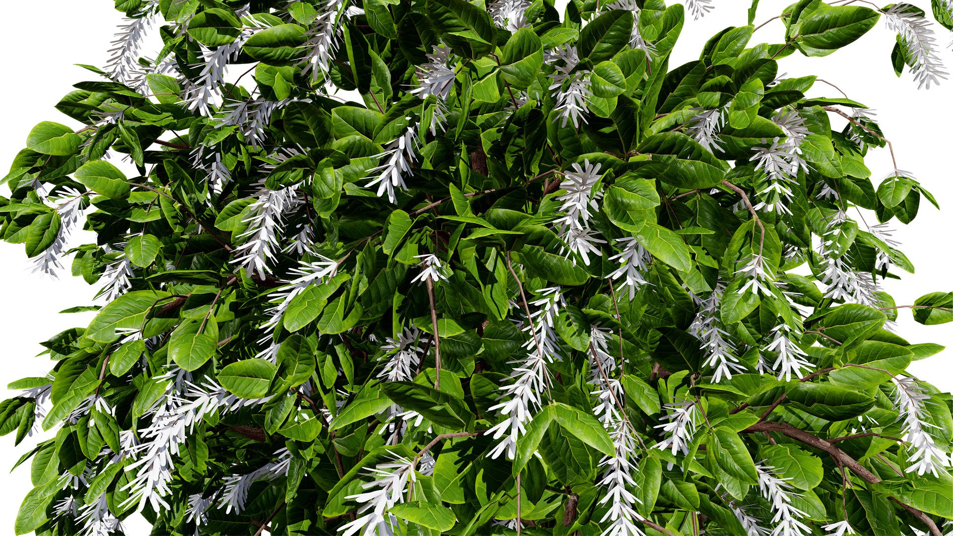 Realistic Coffee Plant 3D Model 3D Model - TurboSquid 2319961