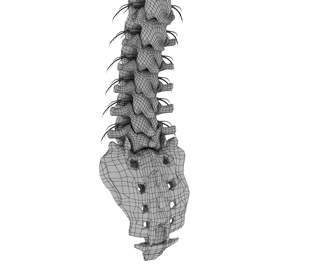 3d Human Spine Spinal Cord Model
