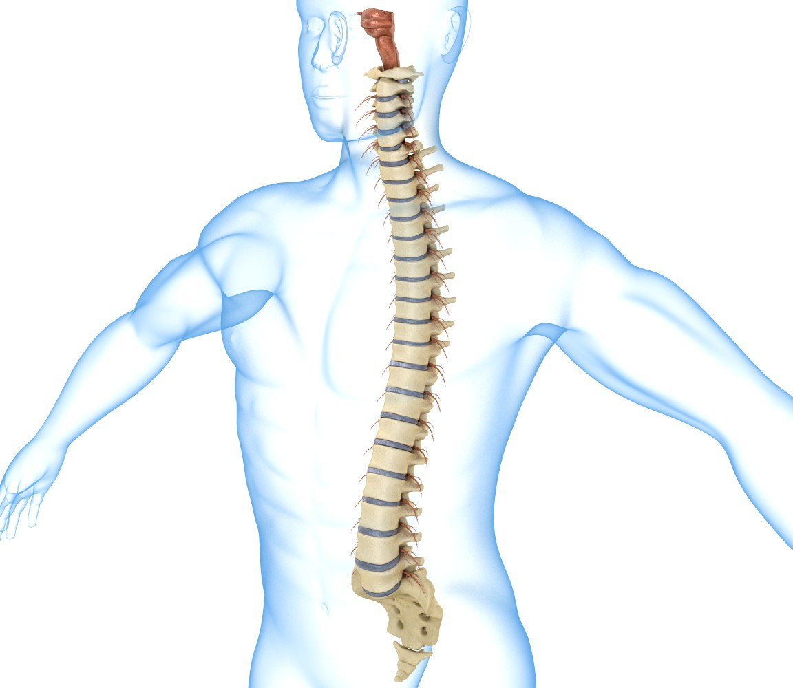 3d human spine spinal cord model