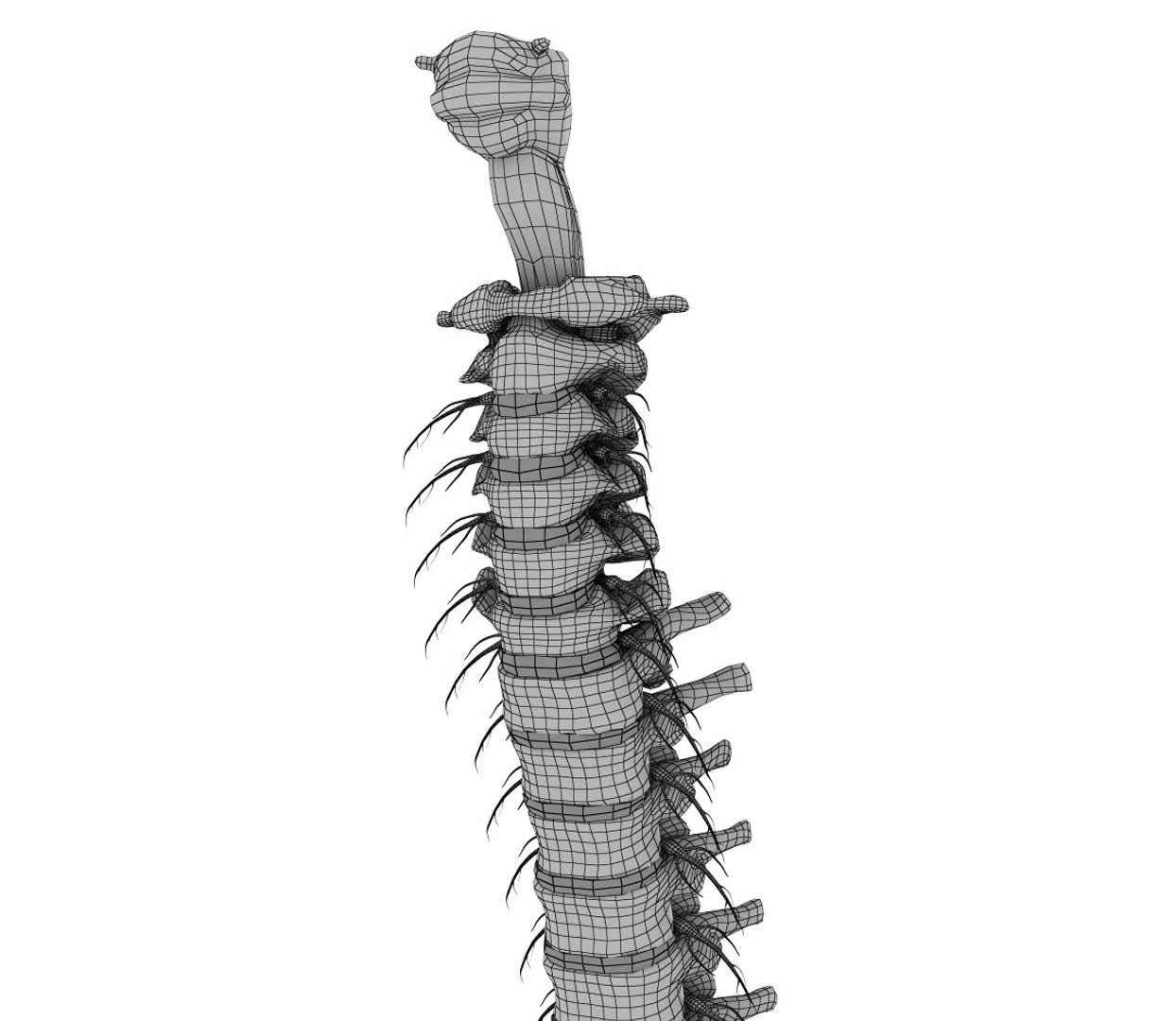3d Human Spine Spinal Cord Model