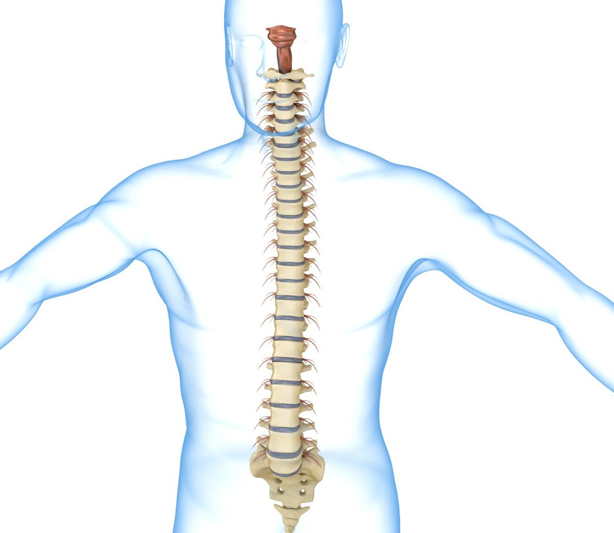 3d human spine spinal cord model
