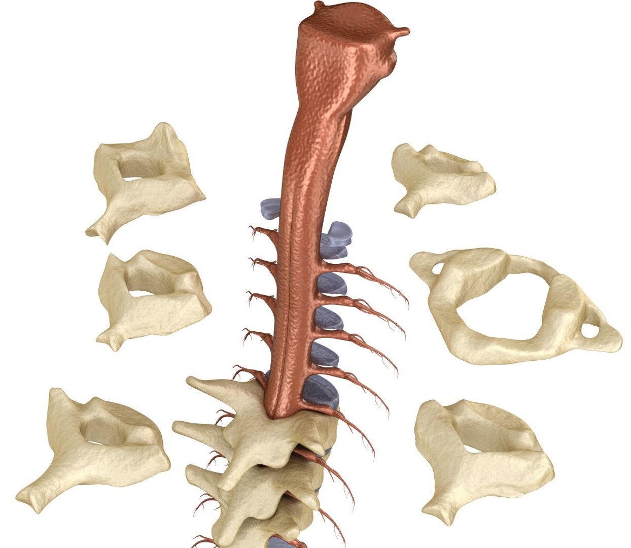 3d Human Spine Spinal Cord Model
