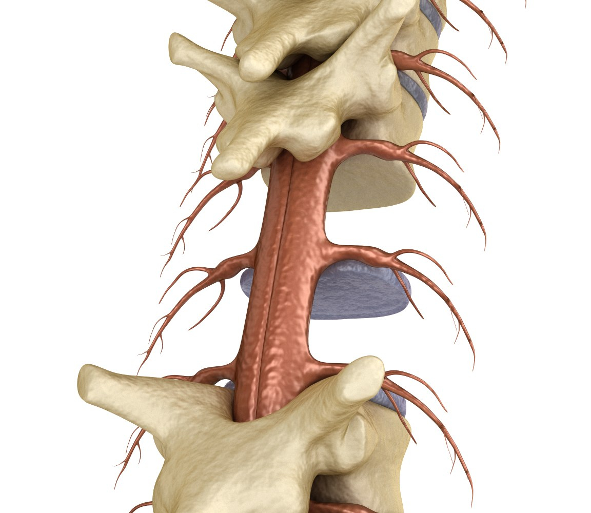 3d human spine spinal cord model