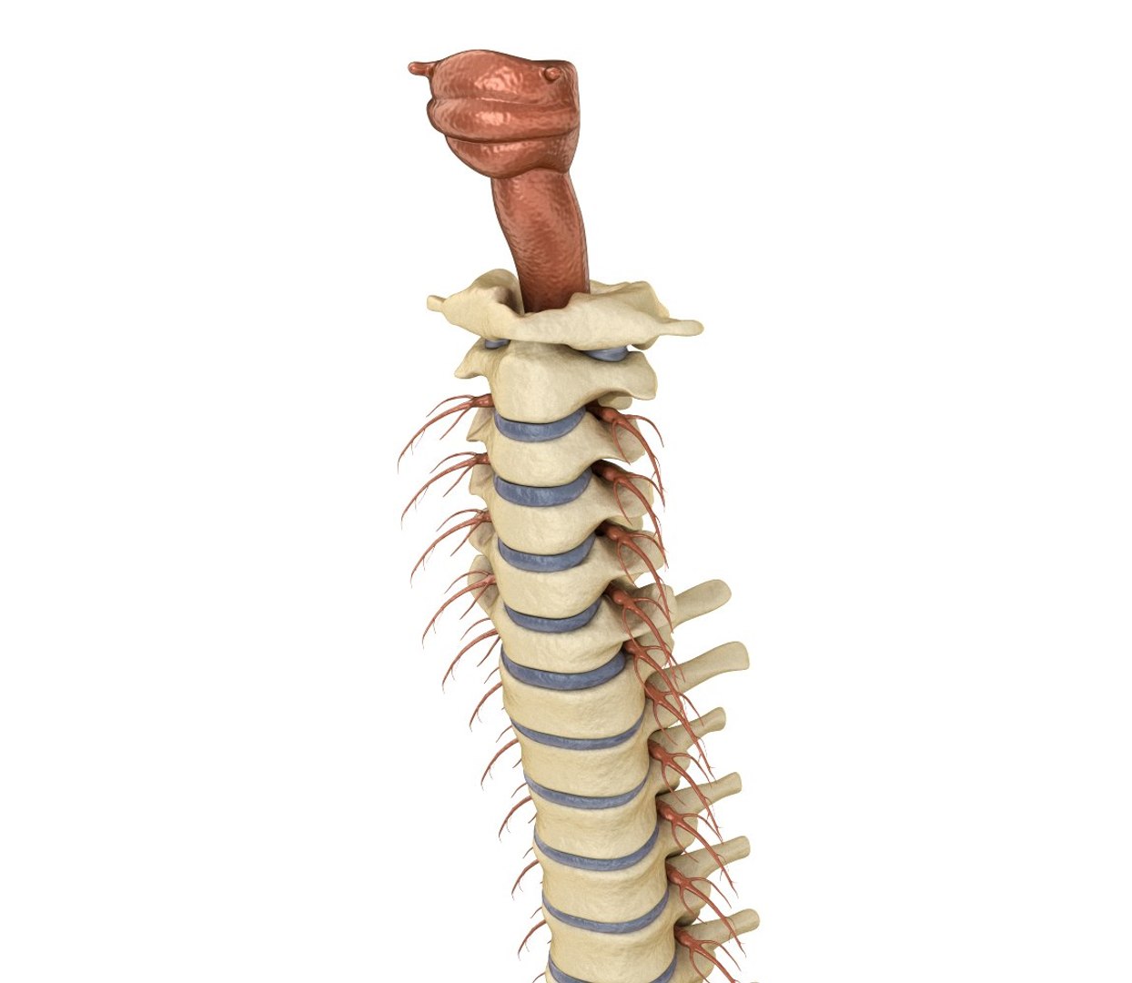 3d Human Spine Spinal Cord Model