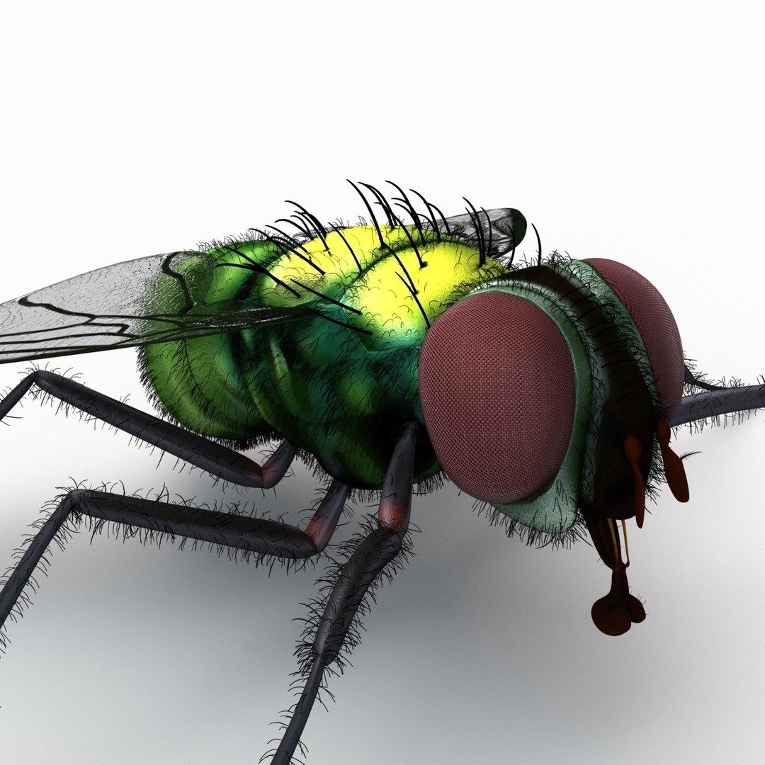 3d house fly fur model