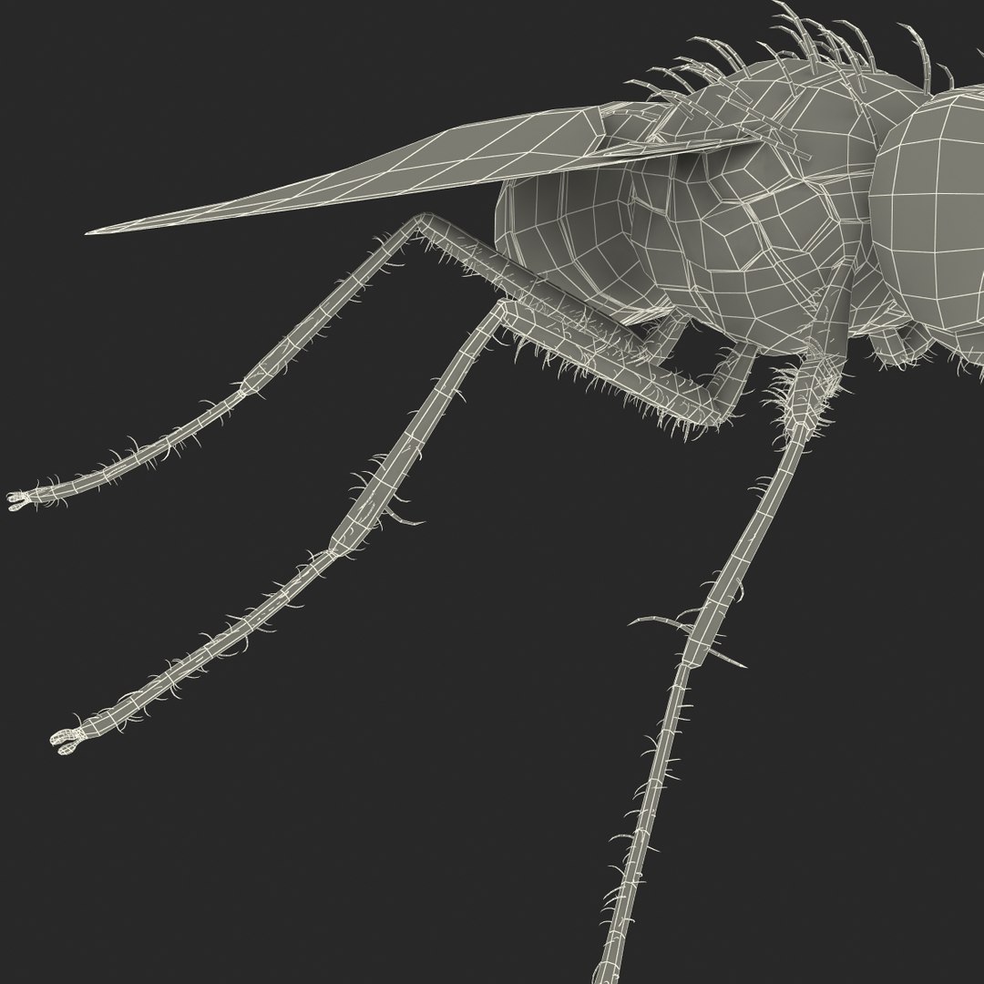 3d house fly fur model