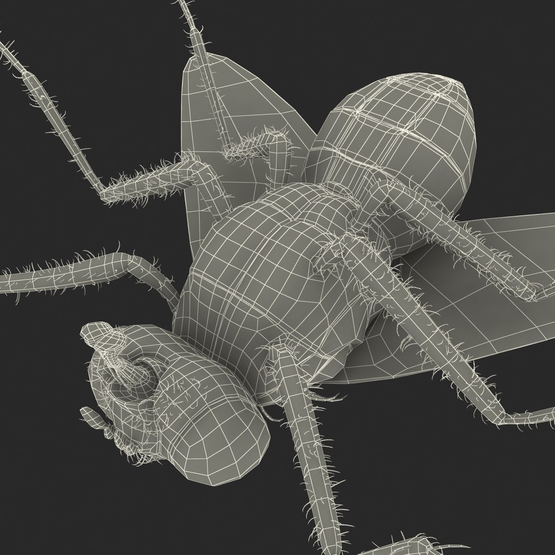 3d house fly fur model