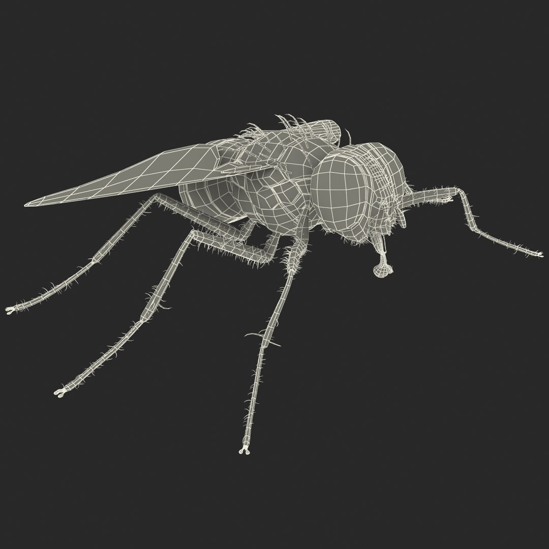 3d house fly fur model