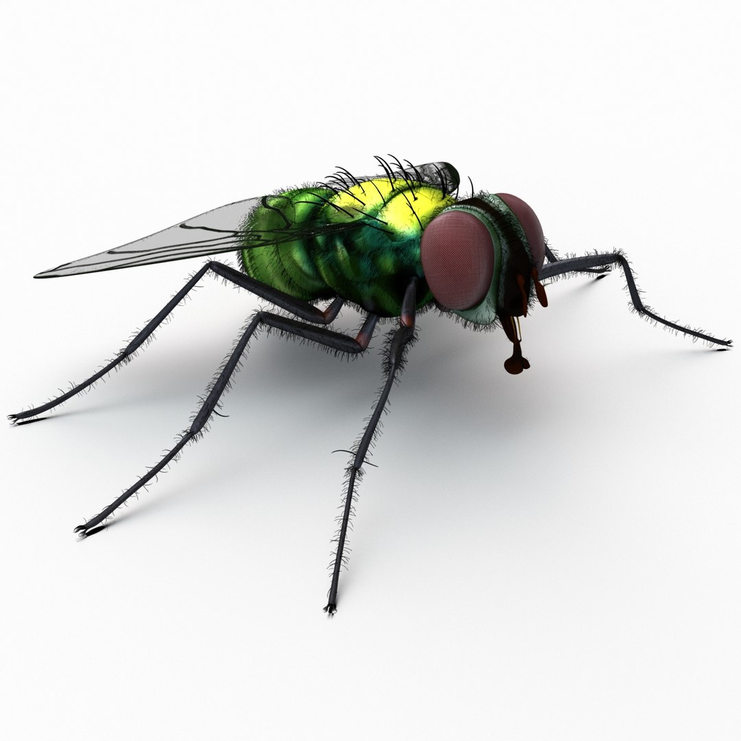 3d house fly fur model