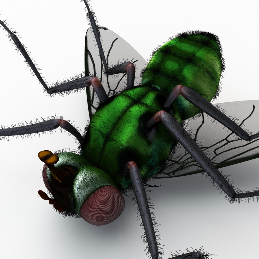 3d house fly fur model