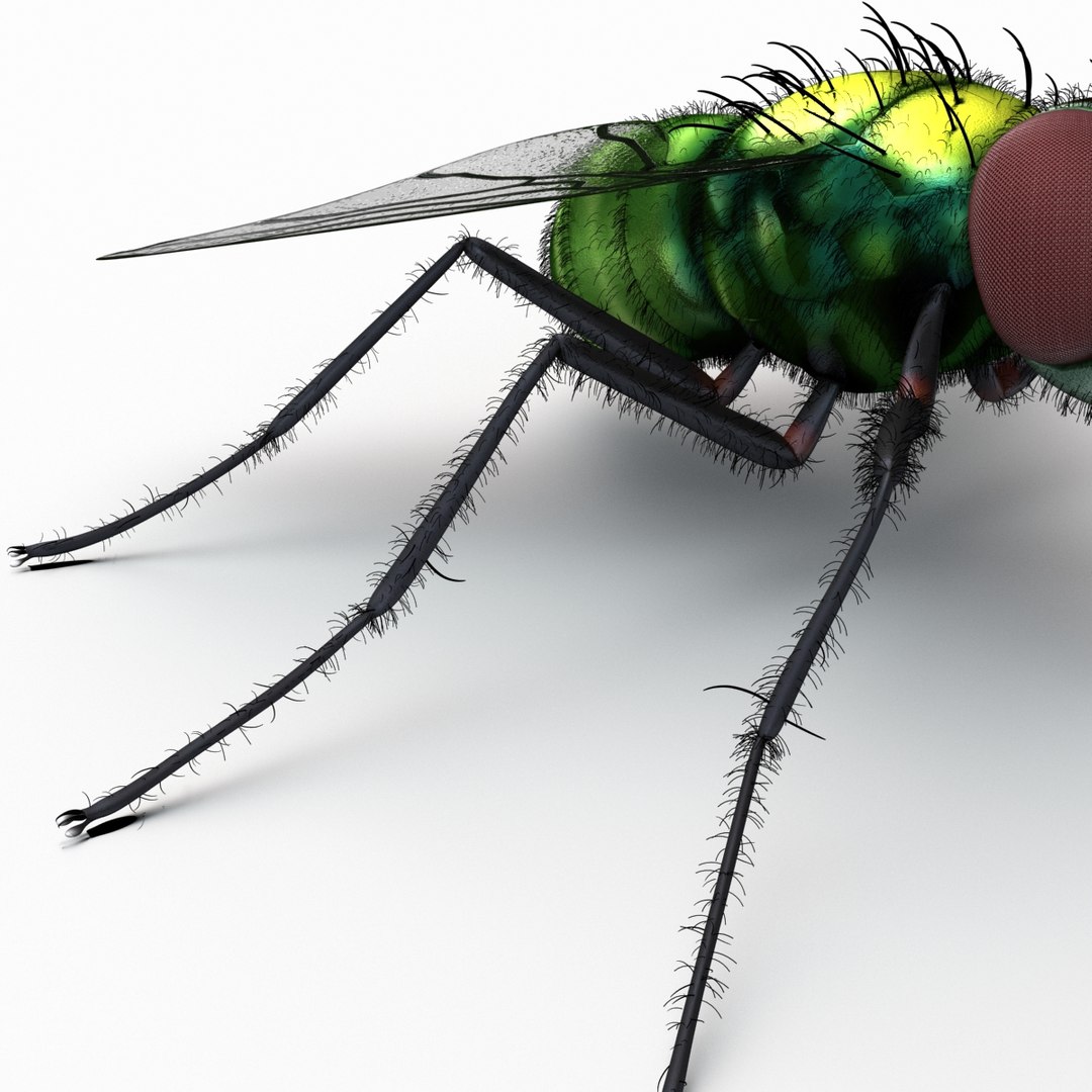 3d house fly fur model